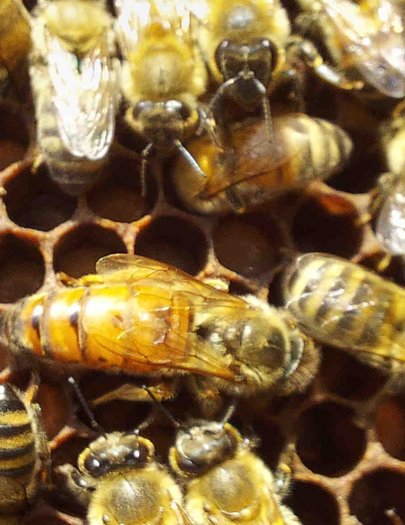 Ape Vs Calabrone: La Doppia Intervista Che Non Ti Aspetti