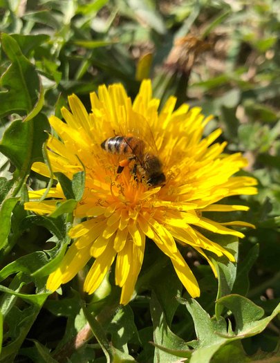 Ape Vs Calabrone: La Doppia Intervista Che Non Ti Aspetti