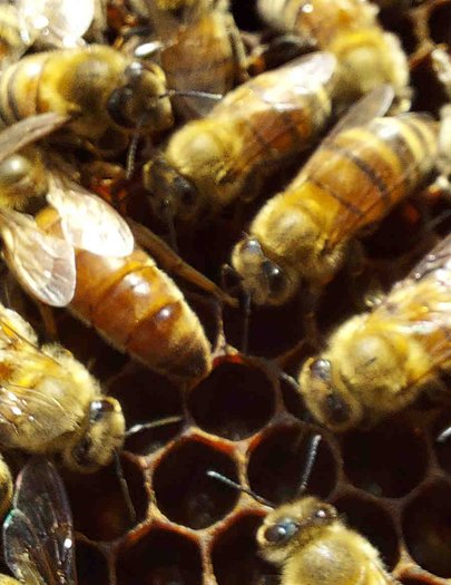 Ape Vs Calabrone: La Doppia Intervista Che Non Ti Aspetti