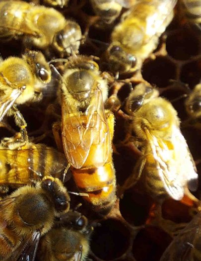 Ape Vs Calabrone: La Doppia Intervista Che Non Ti Aspetti