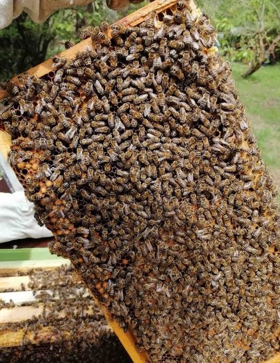 Waldhonig: Merkmale und Vorteile